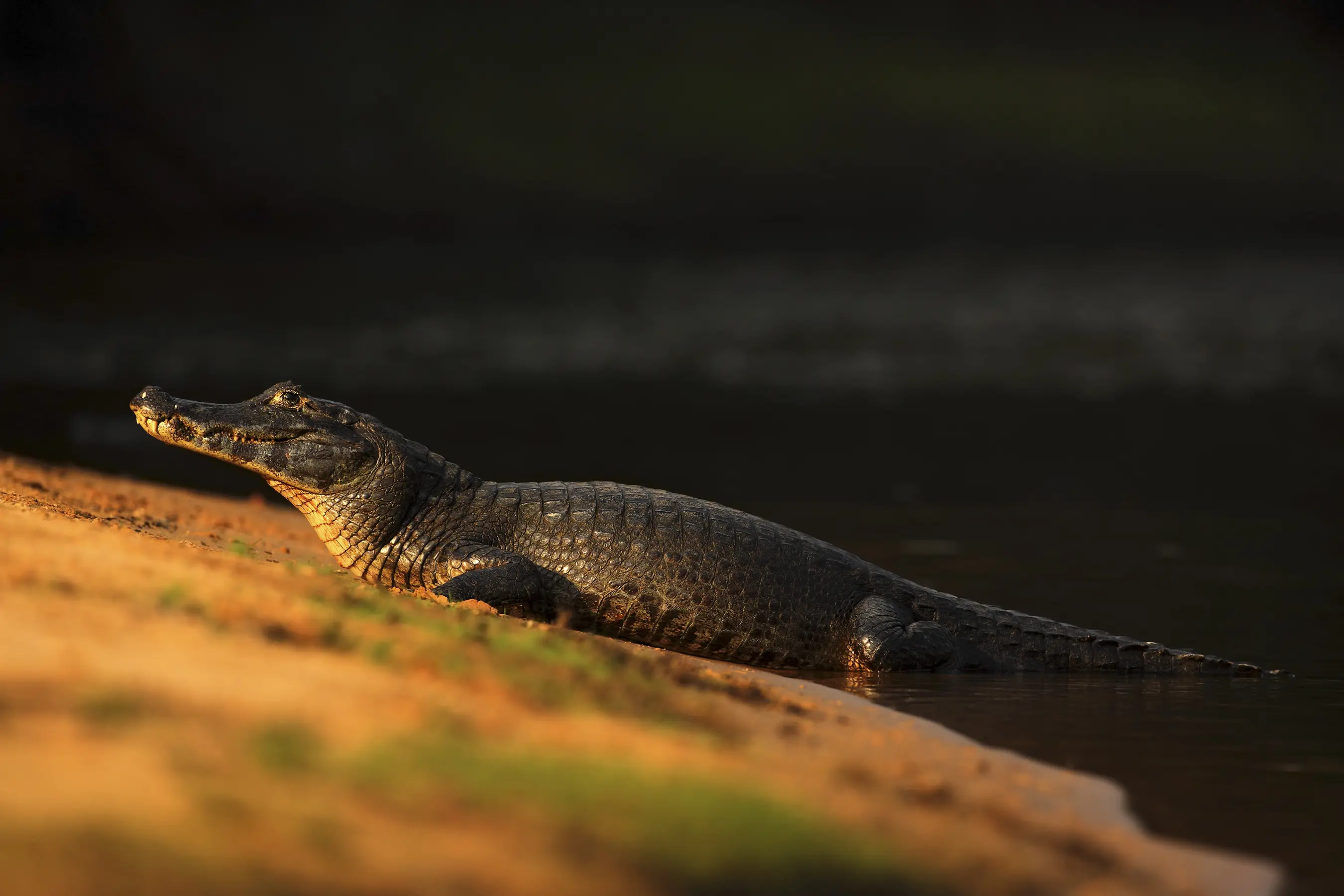 Amazon Private Charter | Luxury River Cruises | Aqua Expeditions