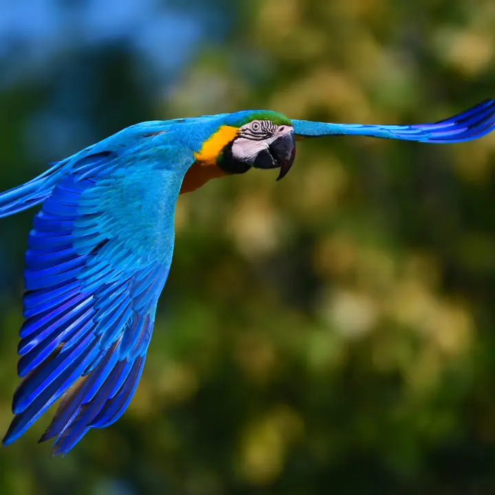 Aria Amazon Cruise | Luxury Amazon River Cruise Ship