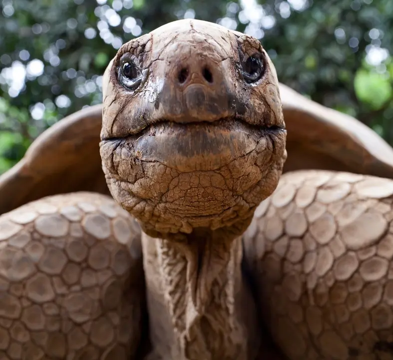 The Miraculous Journey of a 97-Year-Old Galápagos Tortoise: A ...