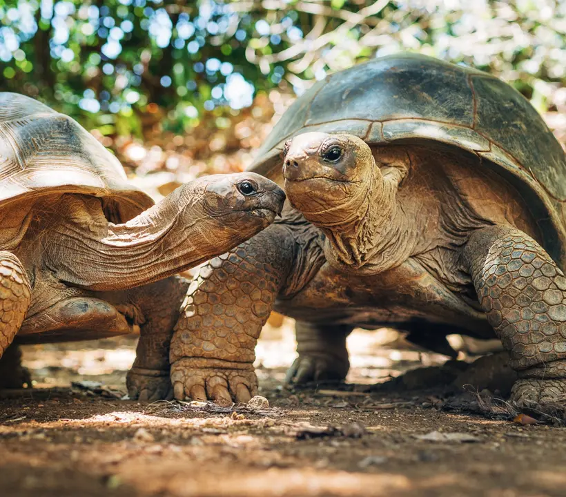 Tortoise Tales: Seychelles vs. Galapagos | Aqua Expeditions