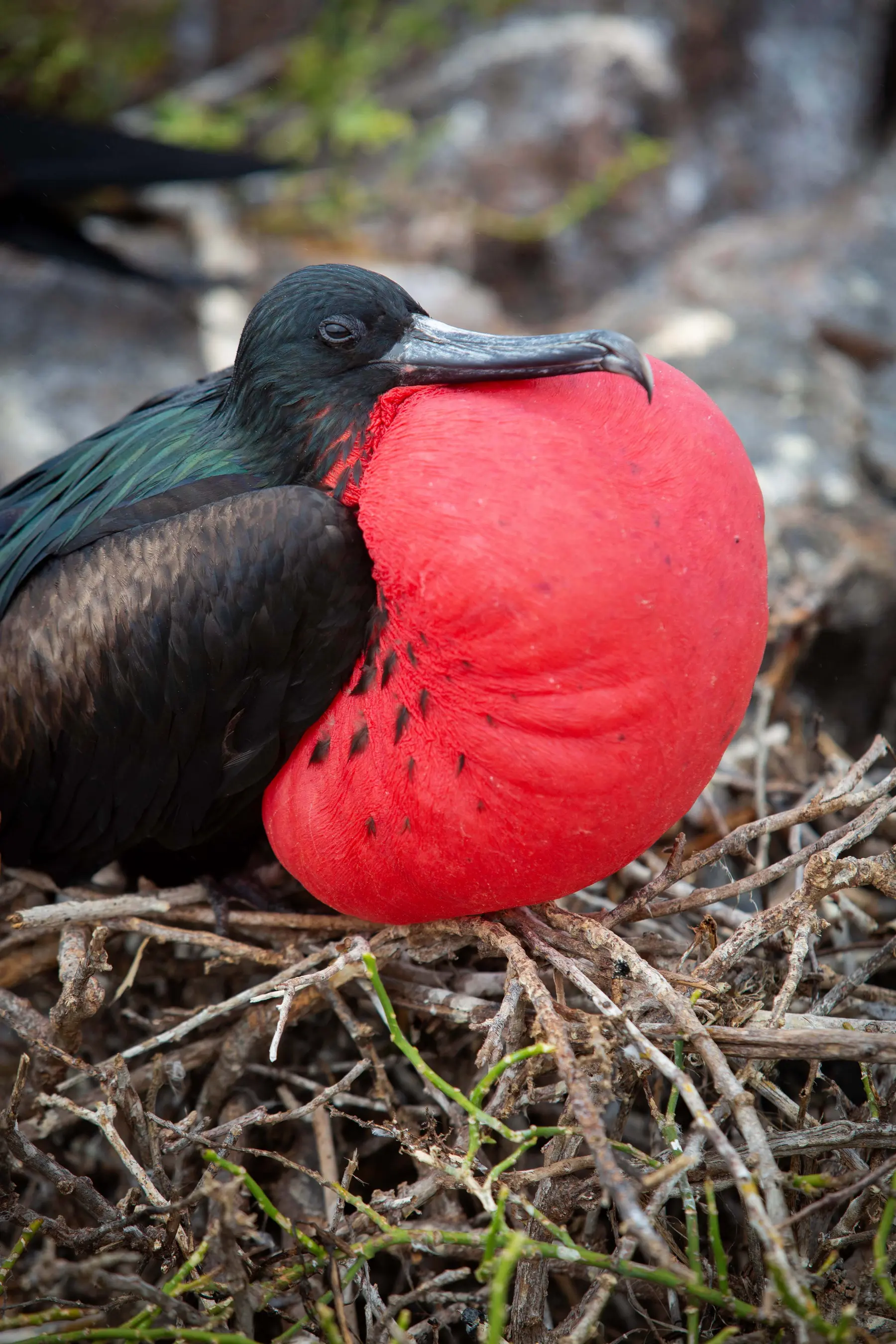 Top 10 Animals to Spot in the Galapagos Islands | Aqua Expeditions