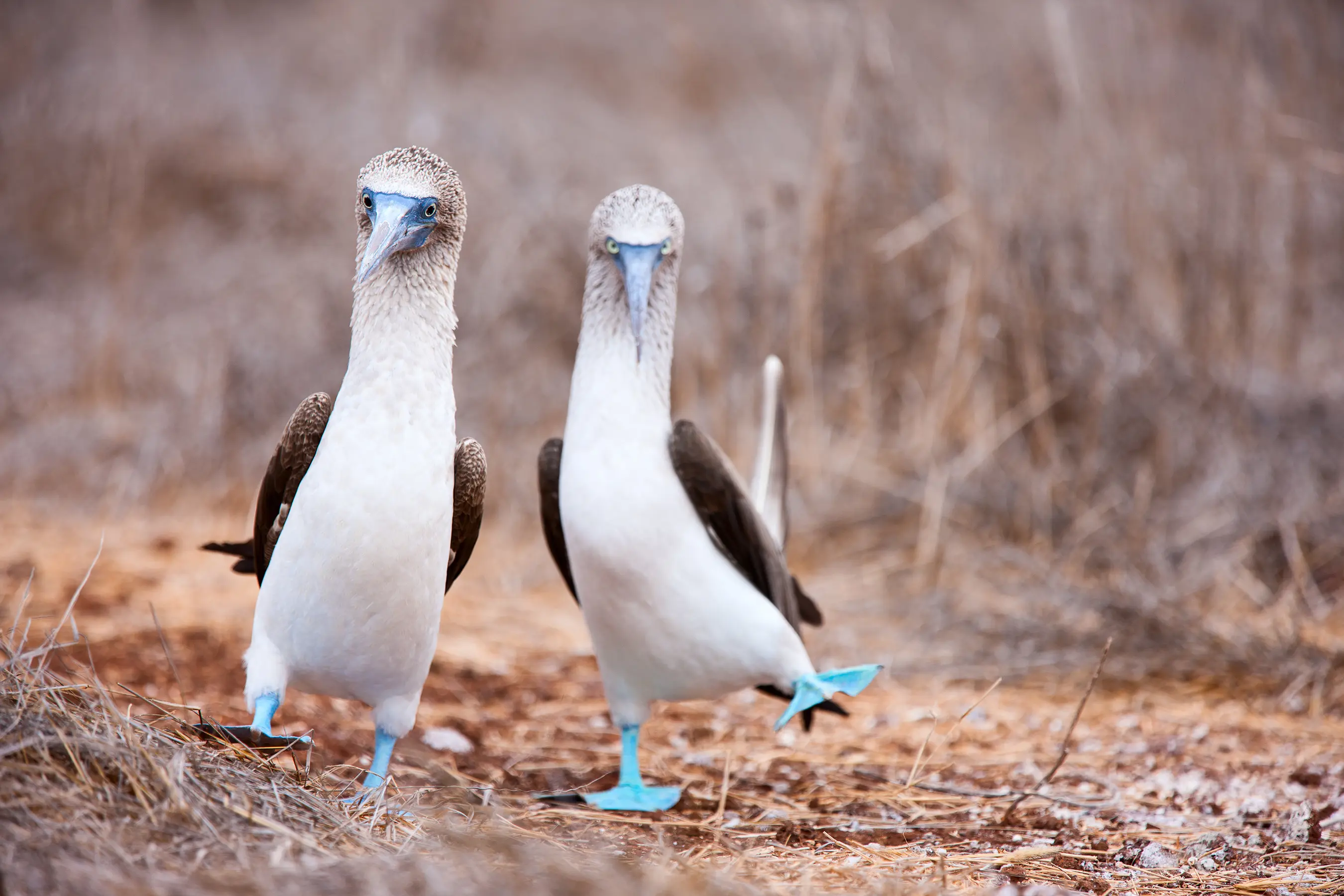 Five Fun Facts About the Blue Footed Booby | Aqua Expeditions
