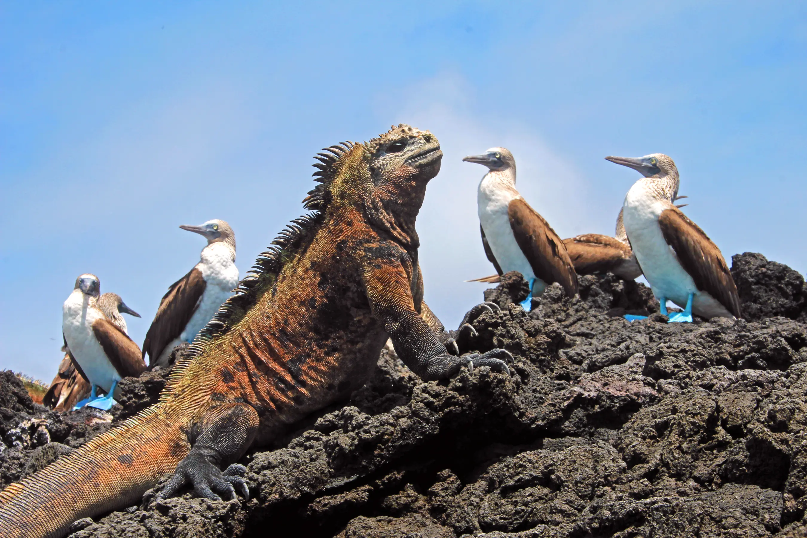 Five Fun Facts About the Blue Footed Booby | Aqua Expeditions