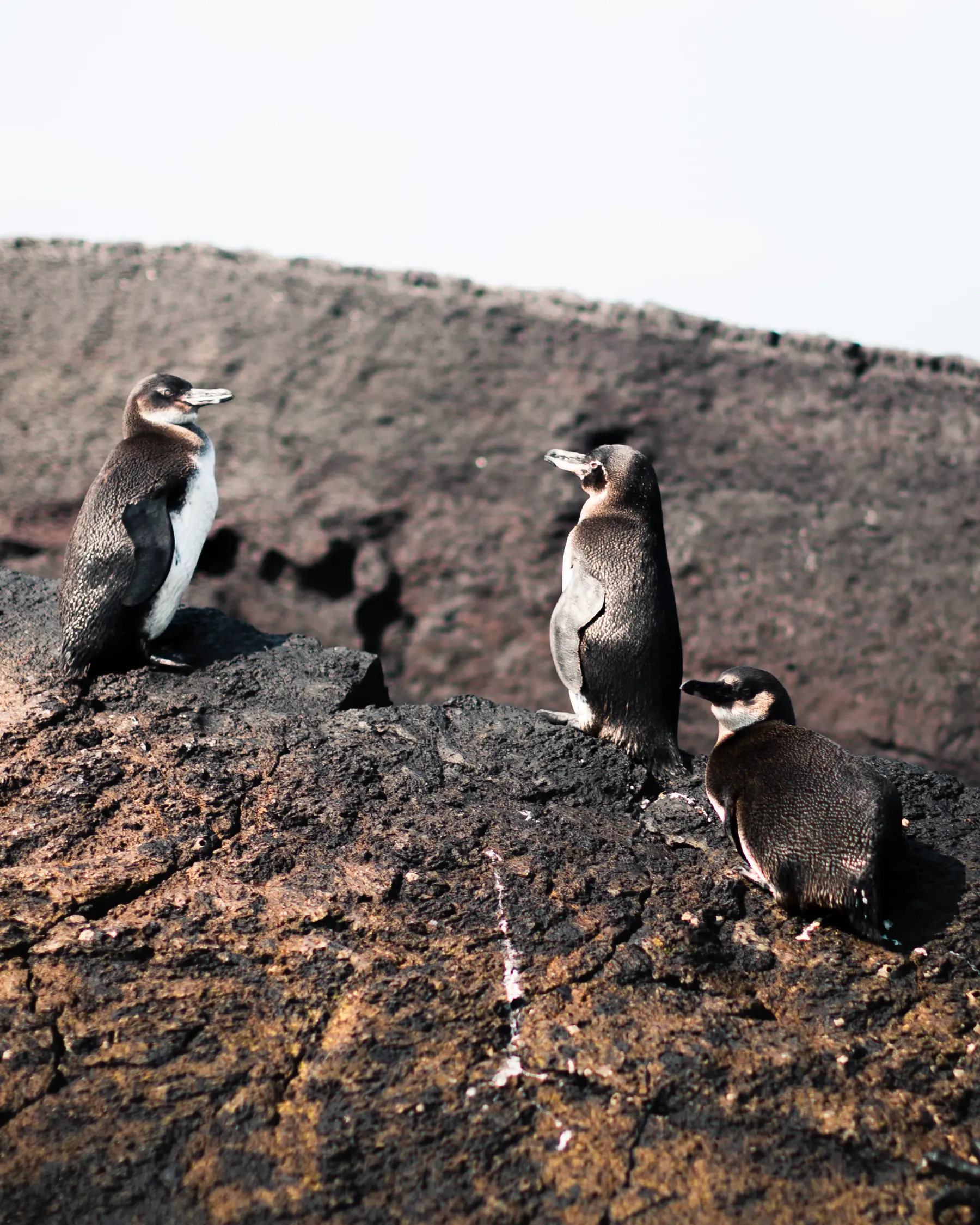 Everything You Need To Know About The Galapagos Penguin | Aqua Expeditions