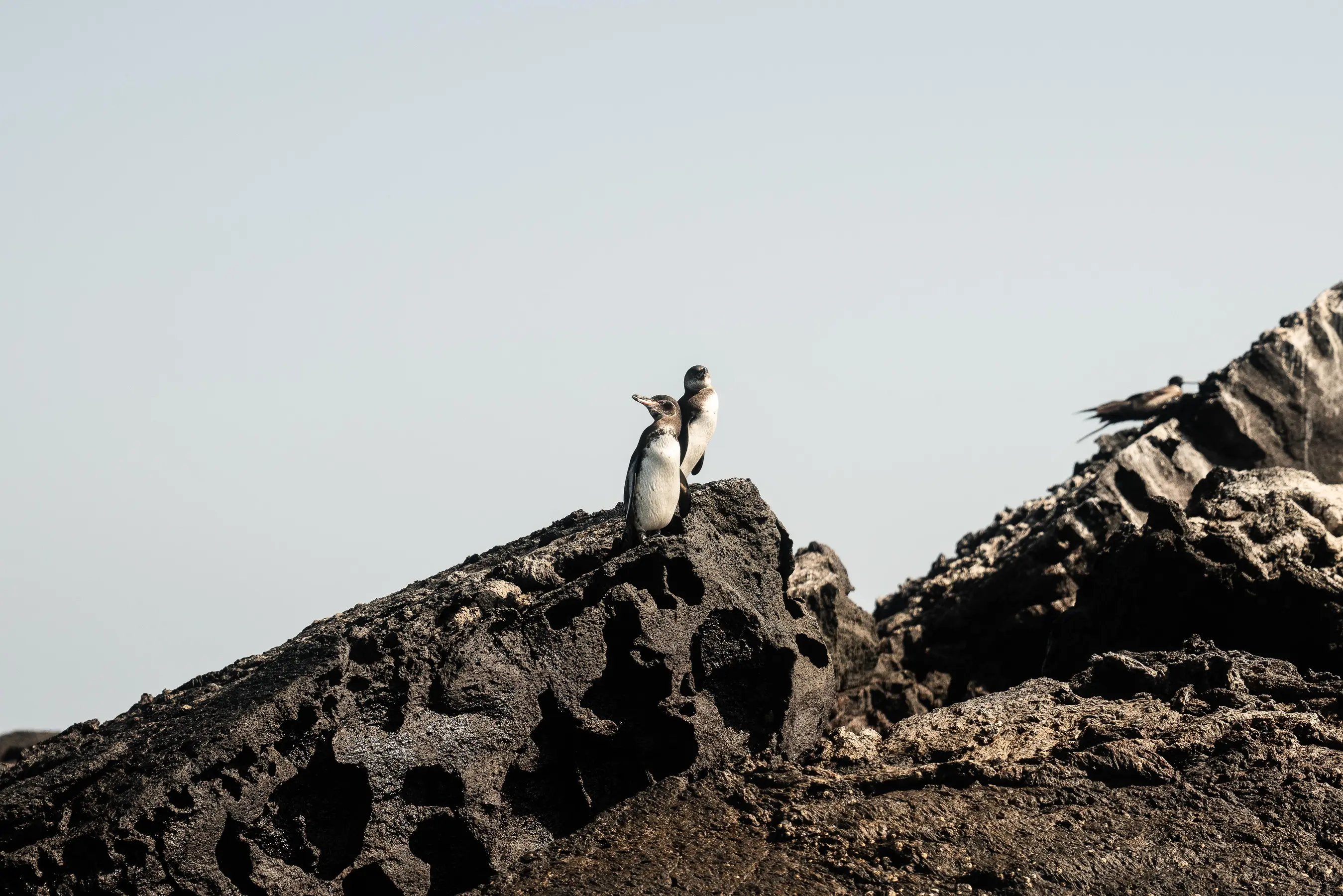 Everything You Need To Know About The Galapagos Penguin | Aqua Expeditions