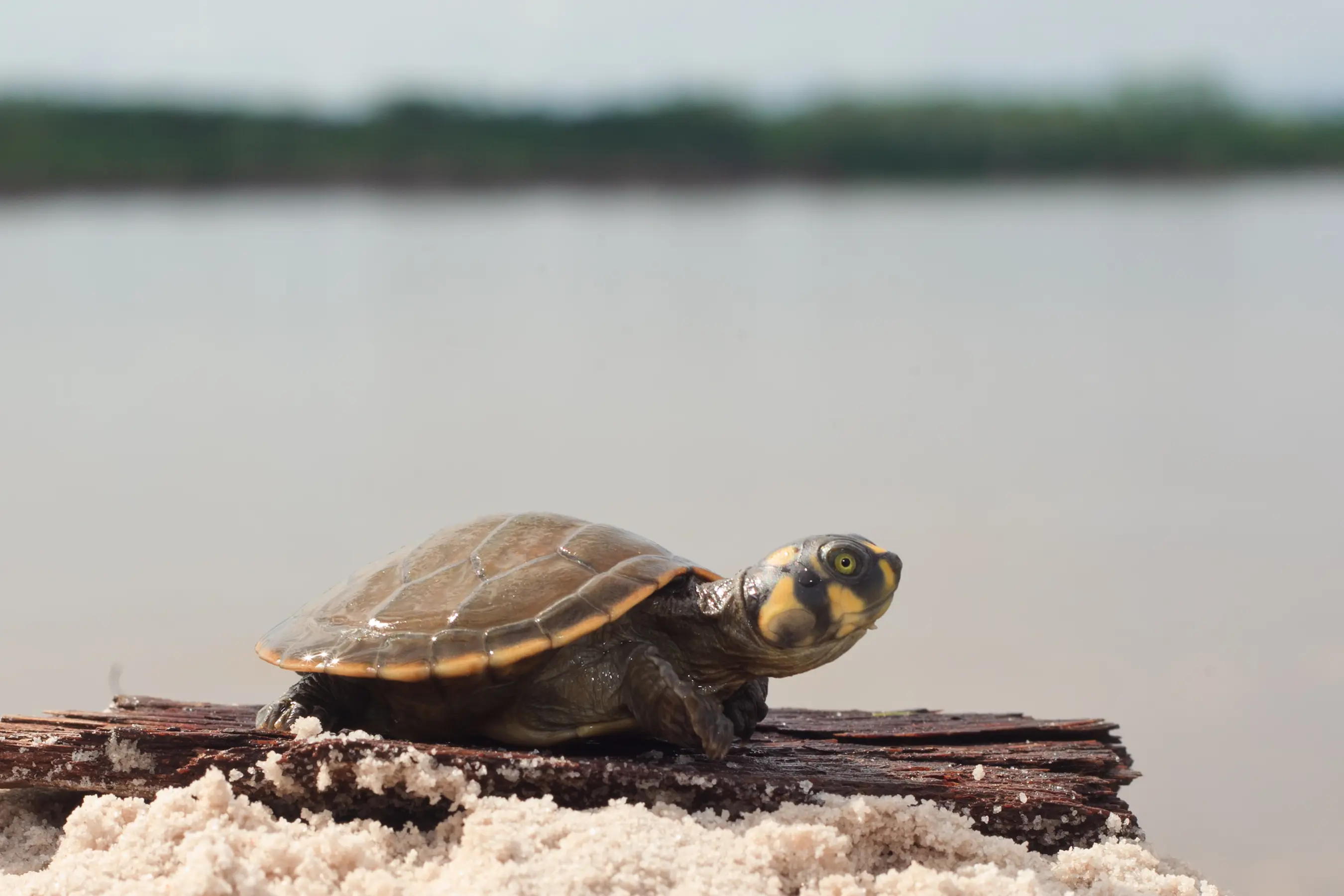 Celebrating A New Generation of Taricaya Turtles In the Amazon | Aqua ...