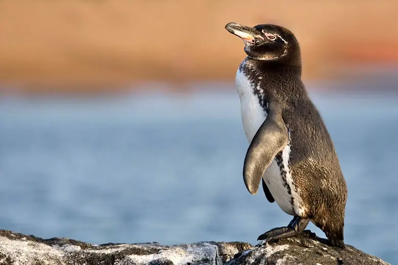 Everything You Need To Know About The Galapagos Penguin | Aqua Expeditions