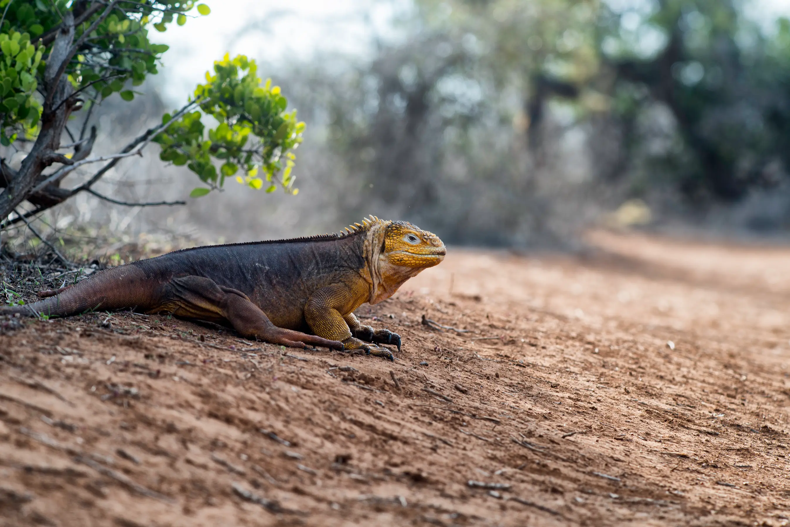 The Galapagos Land Iguana: Dragons Of The New World | Aqua Expeditions