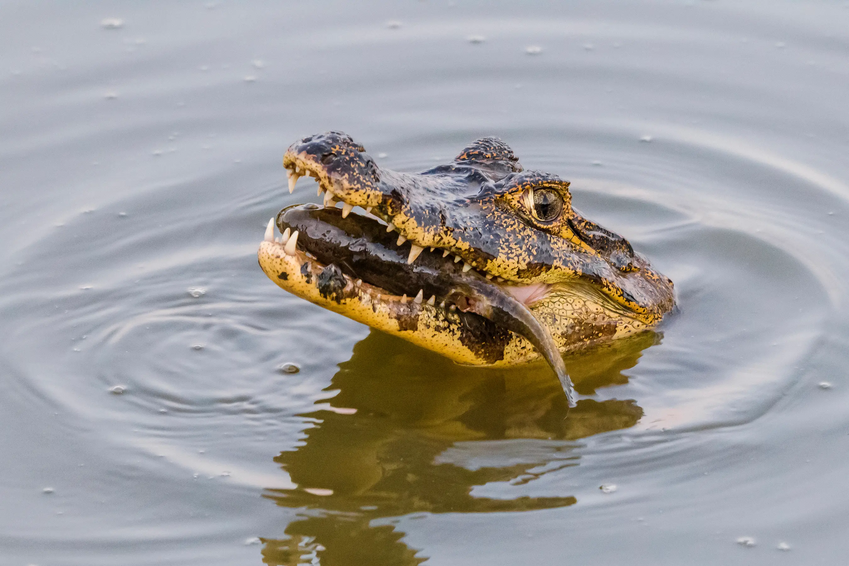 Top Five Experiences in the Mighty Amazon | Aqua Expeditions