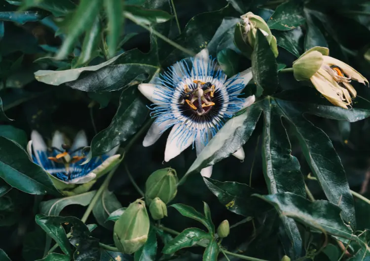 Six Otherworldly Plants to Spot in the Peruvian Amazon | Aqua Expeditions