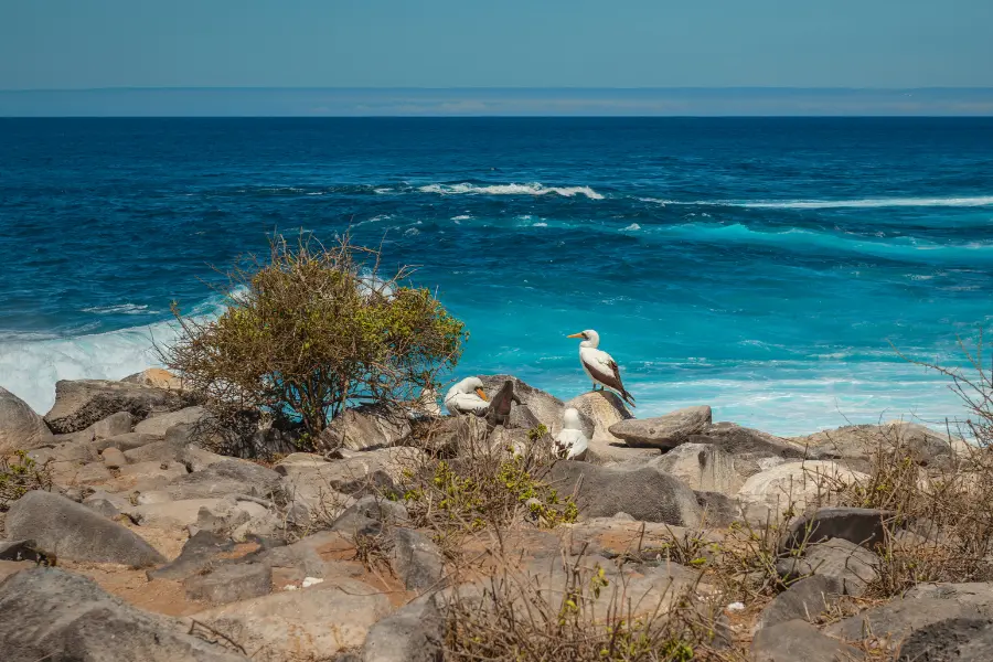 Galapagos Islands’ Silent Guardian: The Humboldt Current | Aqua Expeditions
