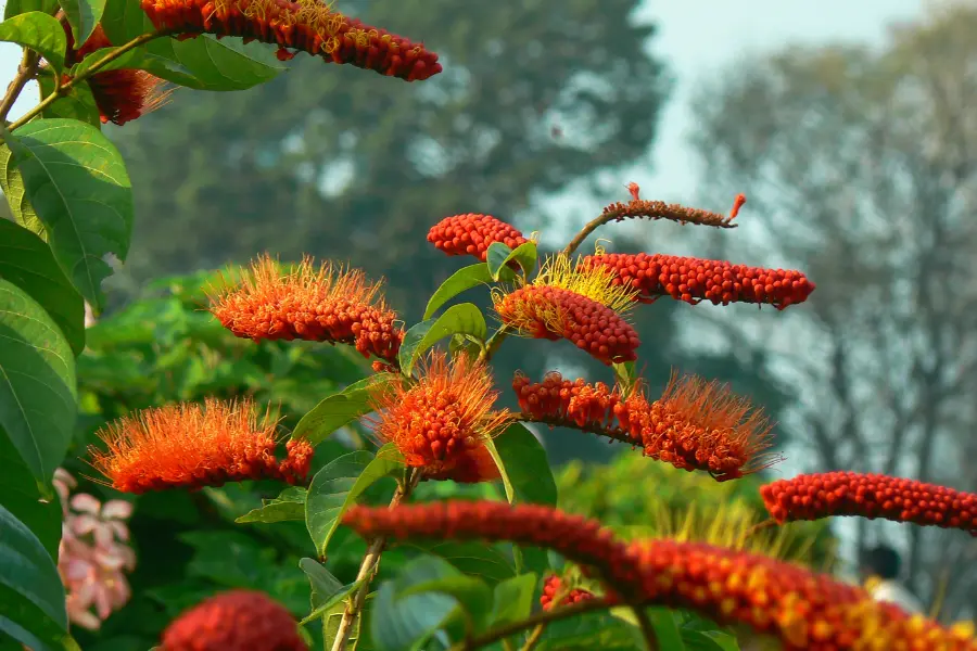 Six Otherworldly Plants to Spot in the Peruvian Amazon | Aqua Expeditions