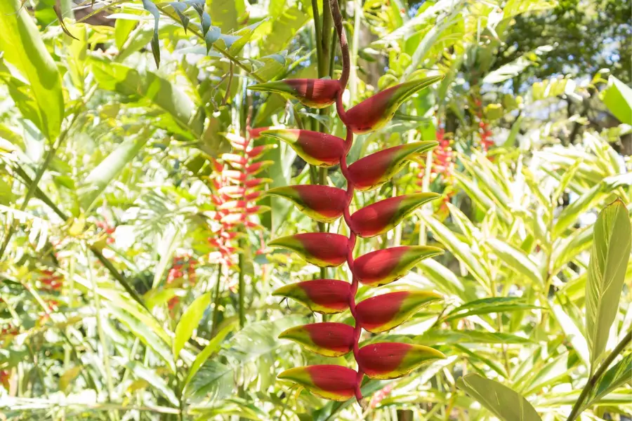 Six Otherworldly Plants to Spot in the Peruvian Amazon | Aqua Expeditions