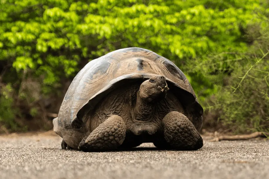 Top 5 Bucket-List Wildlife Encounters | Aqua Expeditions