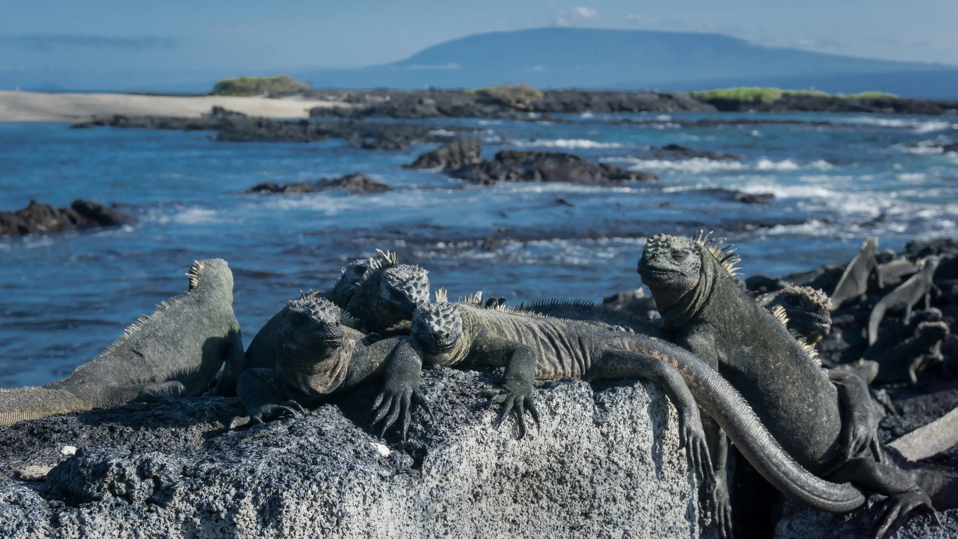 Fernandina Eiland Galapagos Qué Hacer En Isla Fernandina Este 2024