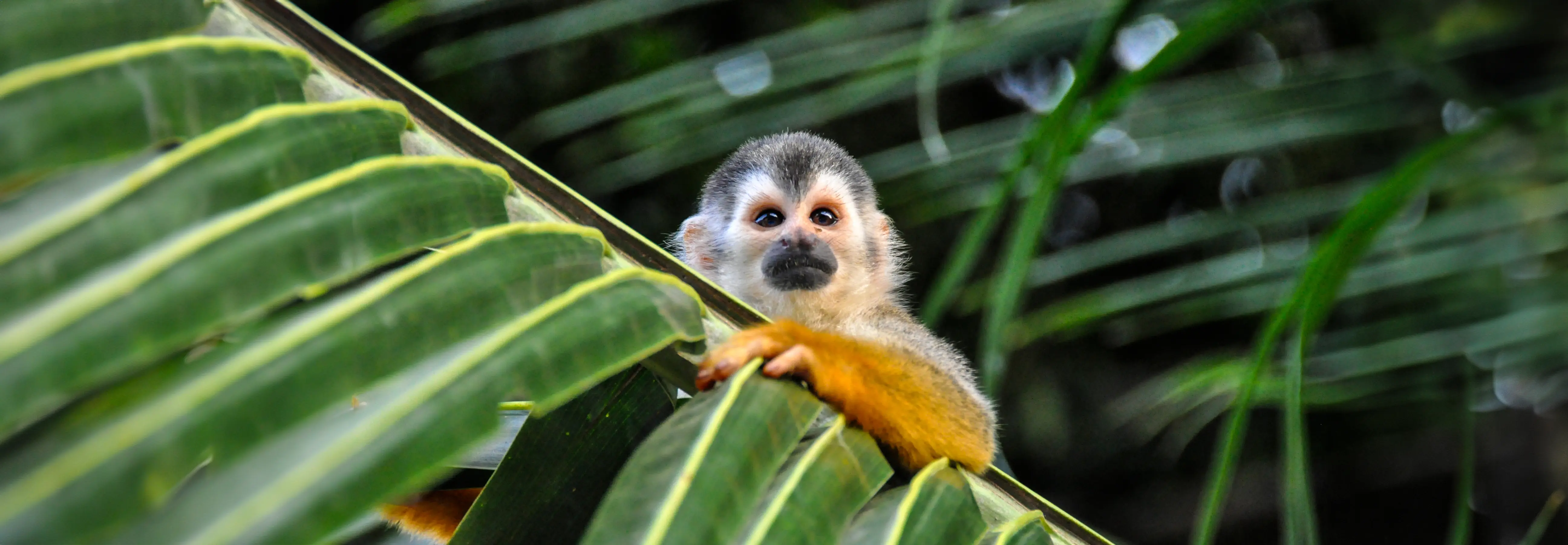 Amazon Private Charter | Luxury River Cruises | Aqua Expeditions