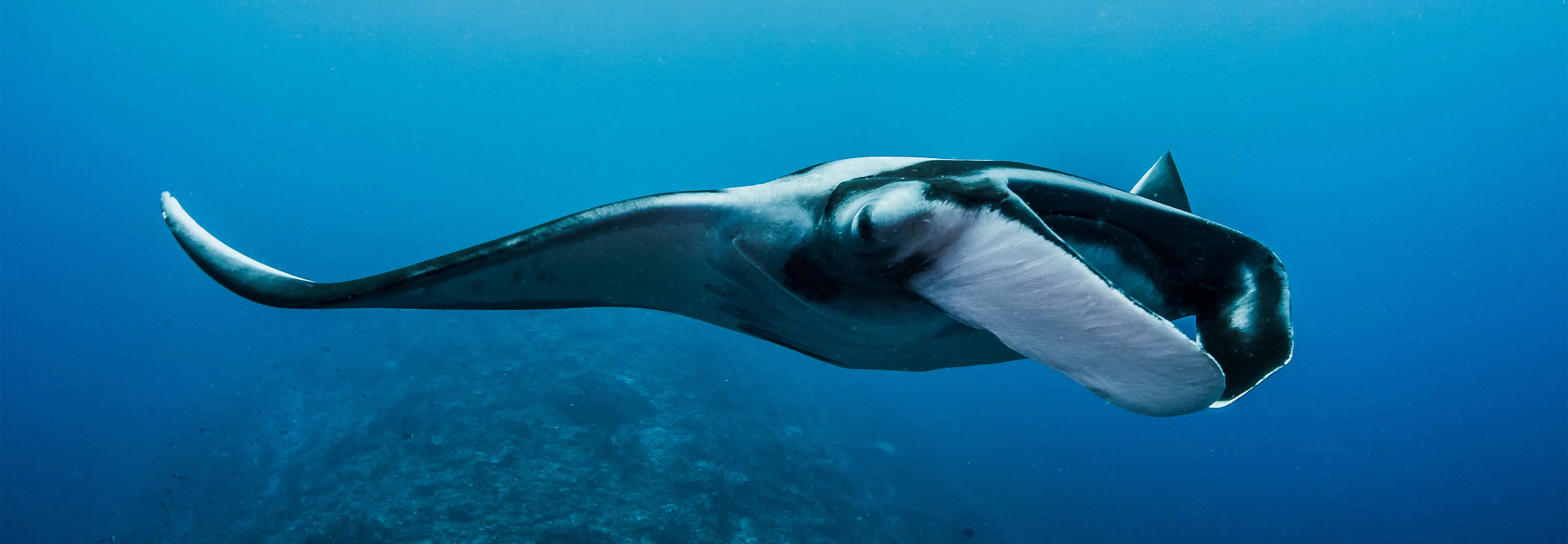 Aqua Expeditions x The Indonesian Manta Project | Aqua Expeditions